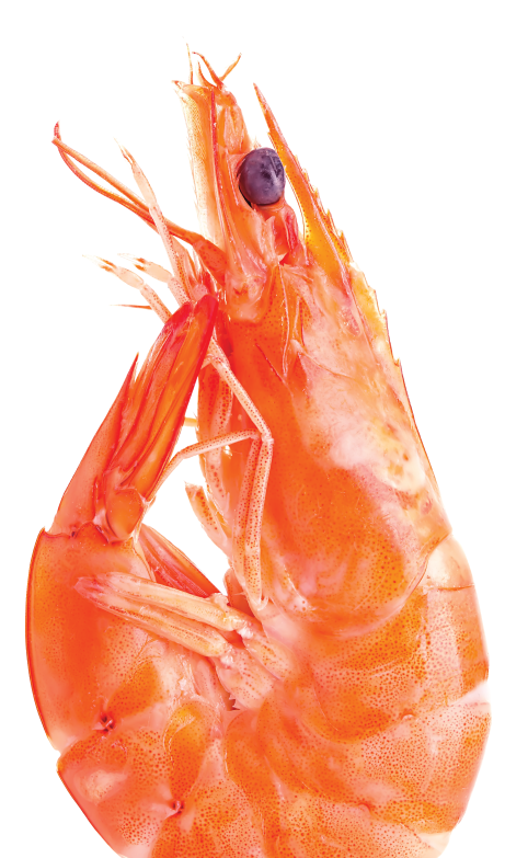 Ballarat Seafoods - Eastwood Street - Crustaceans